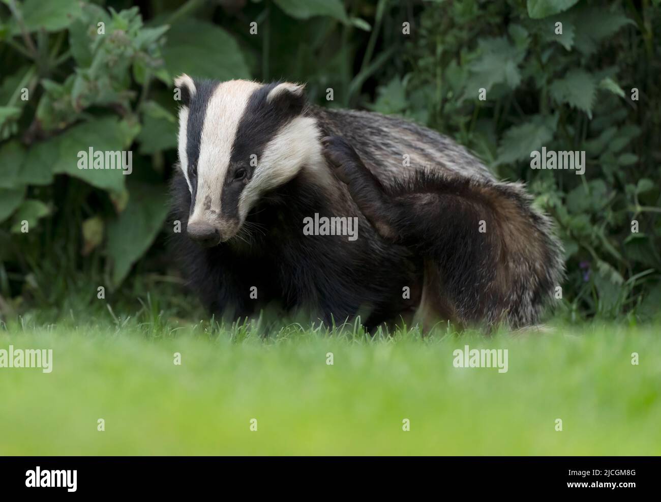 A wild adult Badger (Meles meles) having a early evening scratch ...
