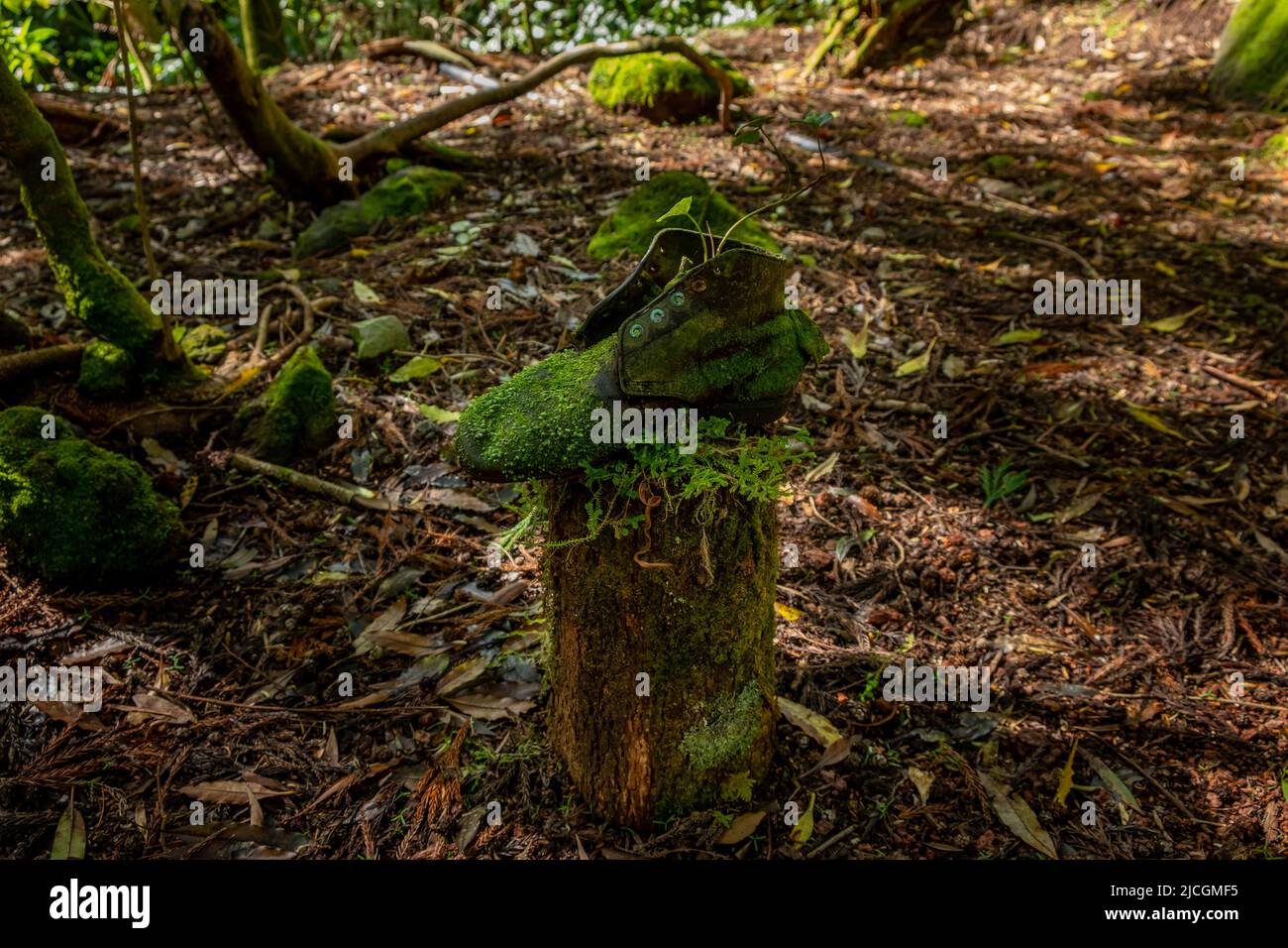 Close up to a very old and mossy boots lied in a tree trunk, in a ...