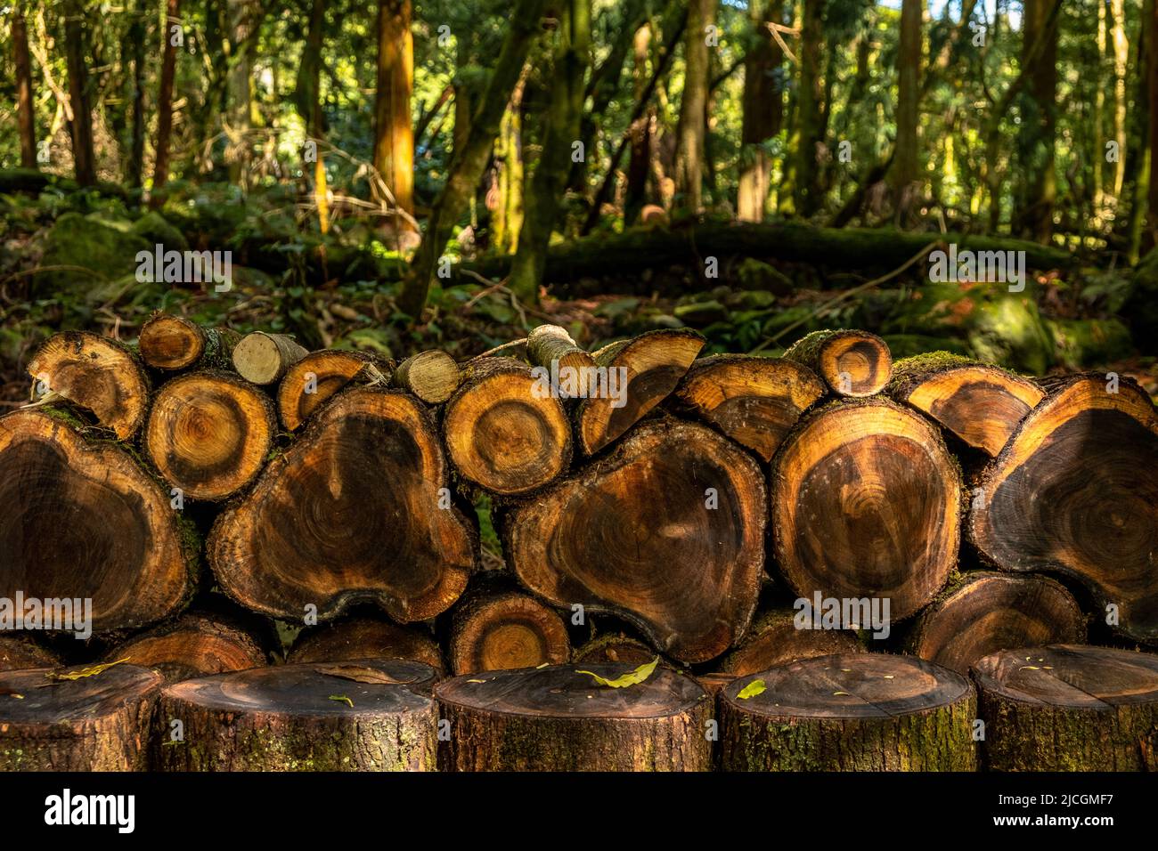 Close up to logs cut and perfectly aligned in the forest landscape ...