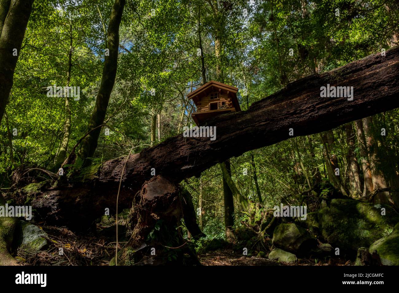 Beautiful forest landscape with a small timber house on a trunk of a ...