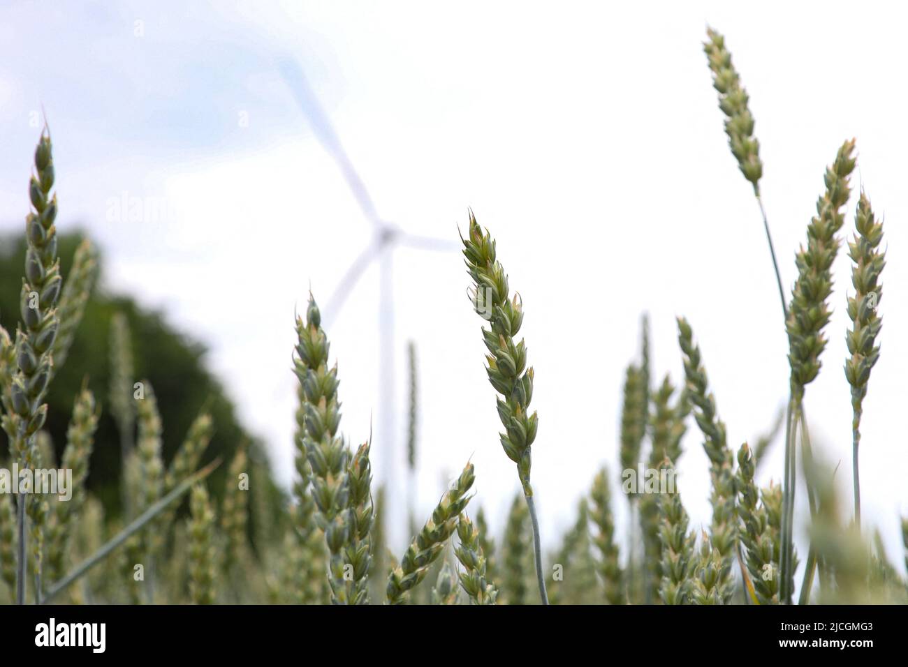 The barley harvest season begins in Odesa Region, southern Ukraine ...