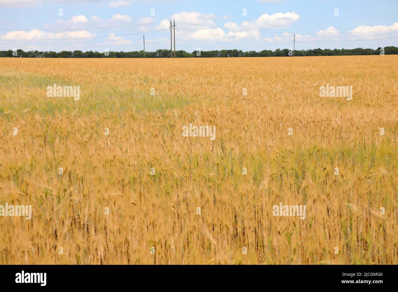 The barley harvest season begins in Odesa Region, southern Ukraine ...