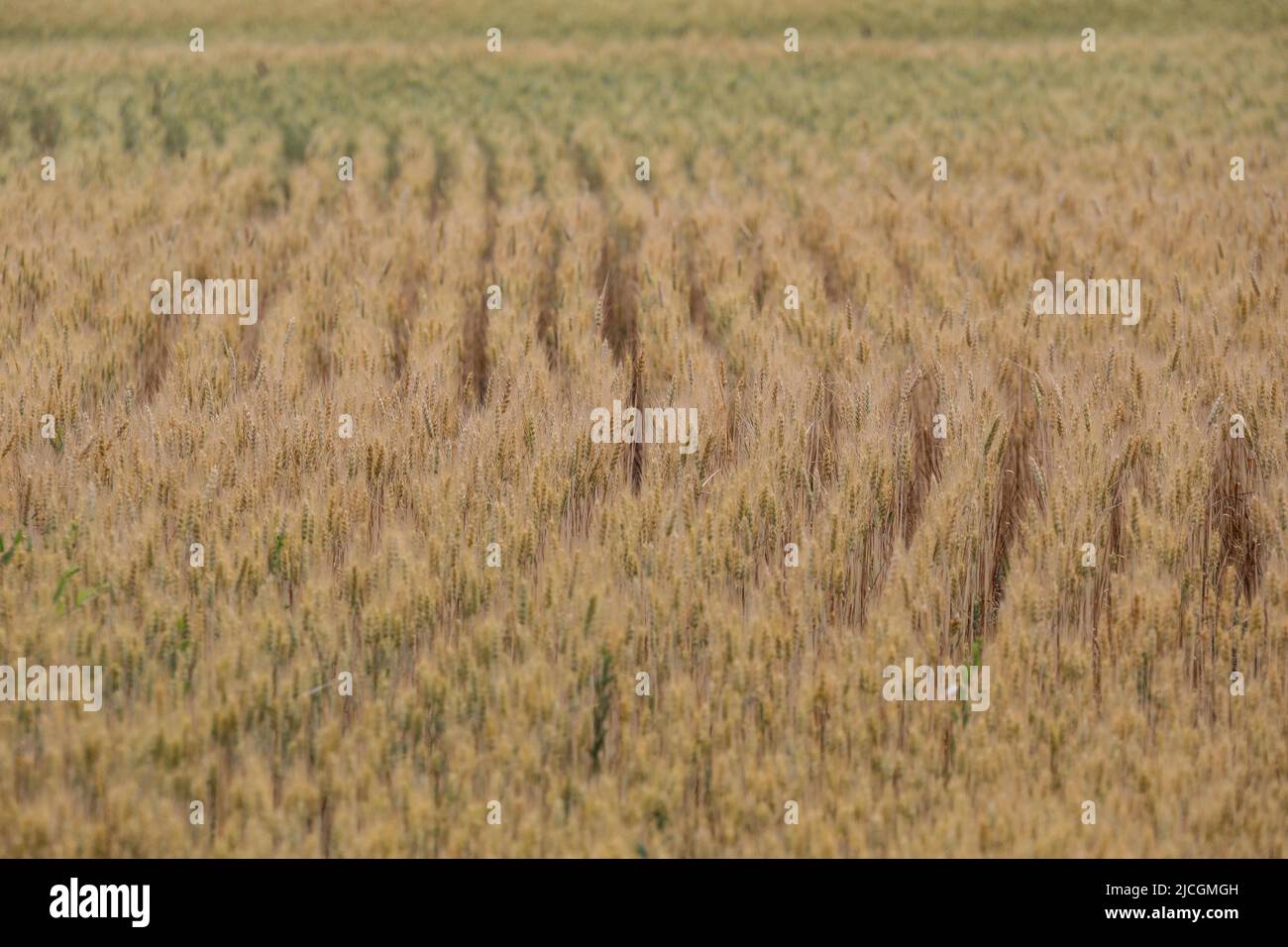 The barley harvest season begins in Odesa Region, southern Ukraine ...