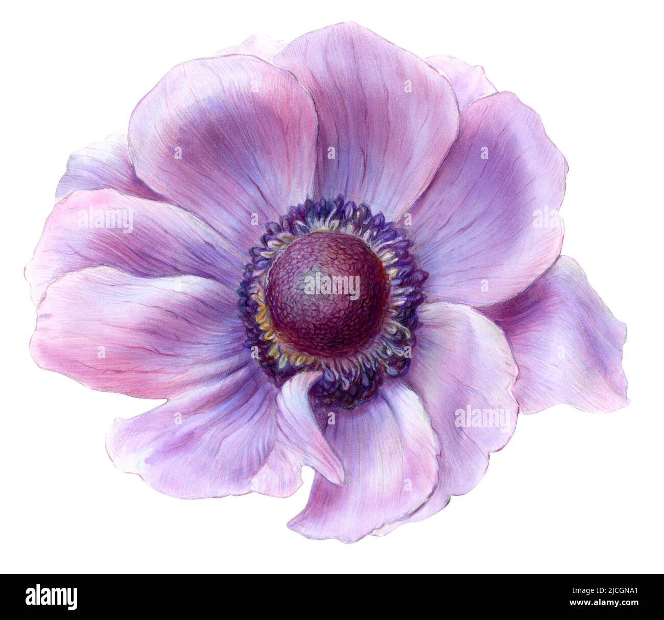 Lilac flower anemone watercolor illustration. High quality illustration ...