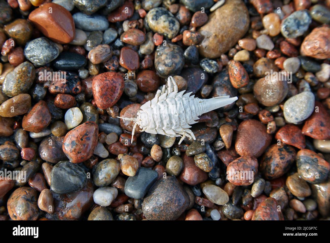 Whitewashed arthropod shell on the pebbles of the seashore. Saduria ...