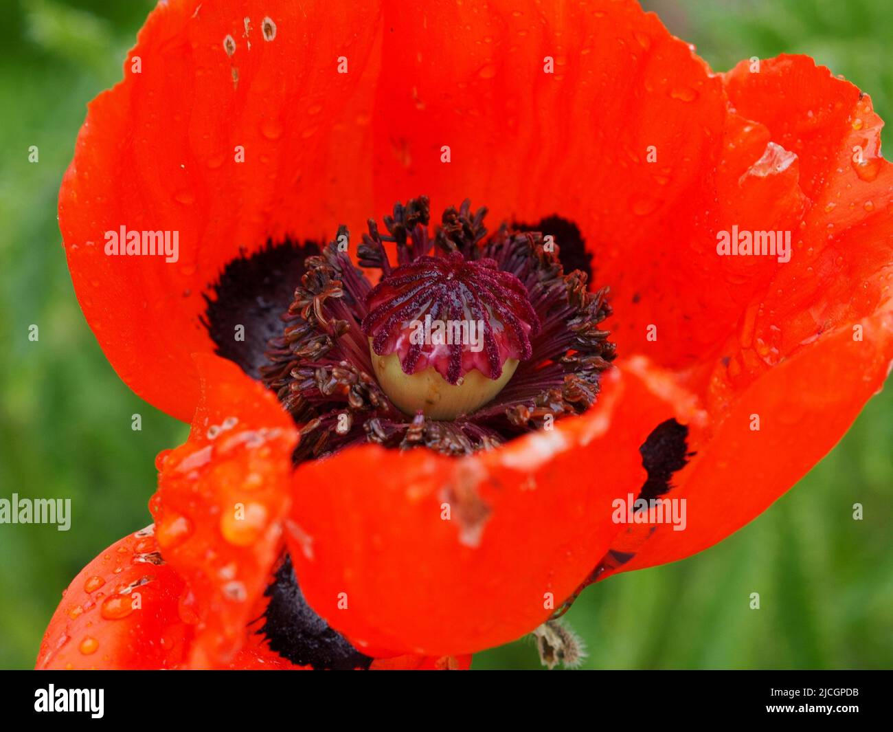 Blood red oriental poppy, clearly showing the seed head and the crown ...