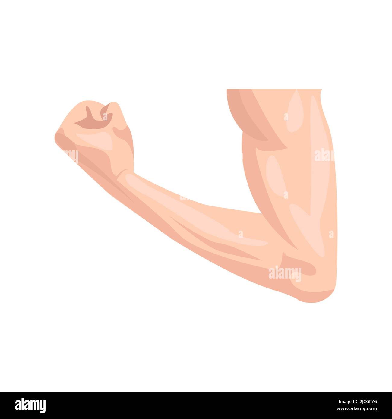 Woman Muscle Arm Vector