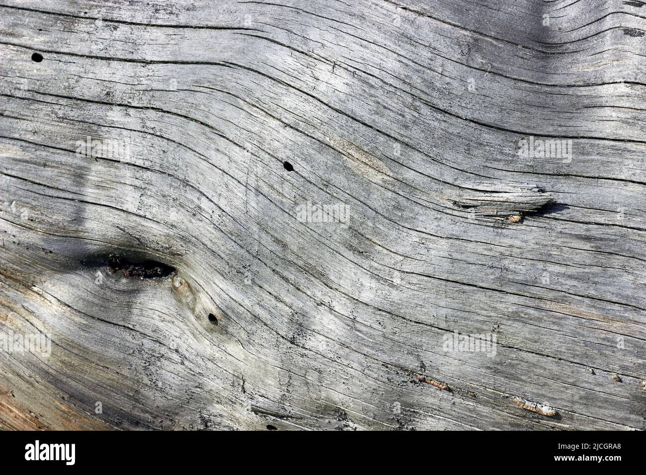 The texture of an old tree without bark with cracks, chaffs and fungi ...