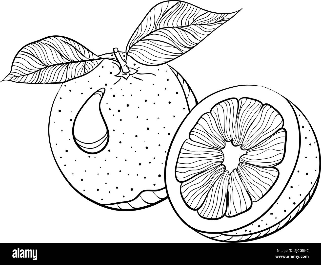 Half orange in hand Stock Vector Images - Alamy
