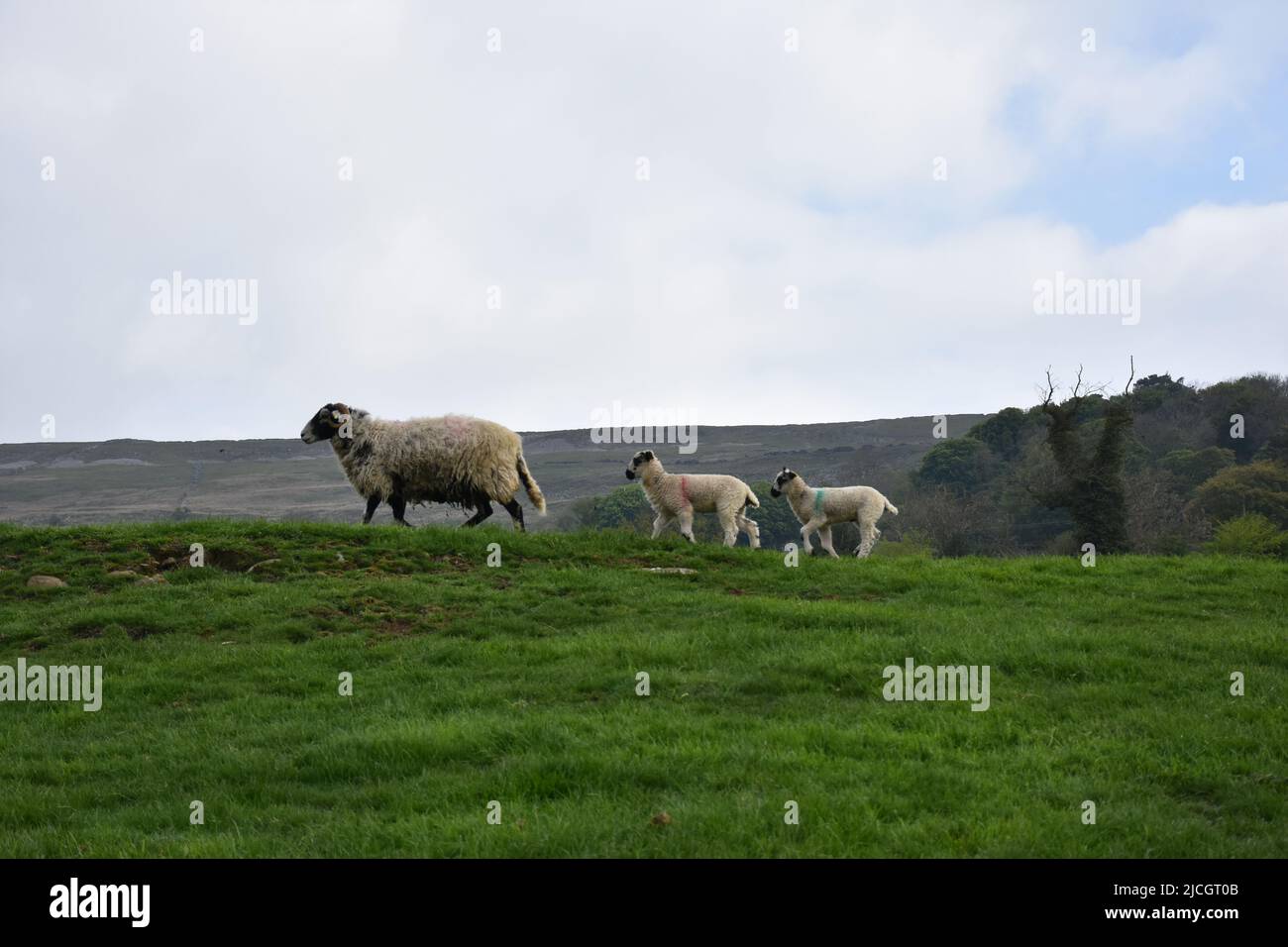Sweet sheep family with a ewe and a pair of lambs in the spring Stock ...