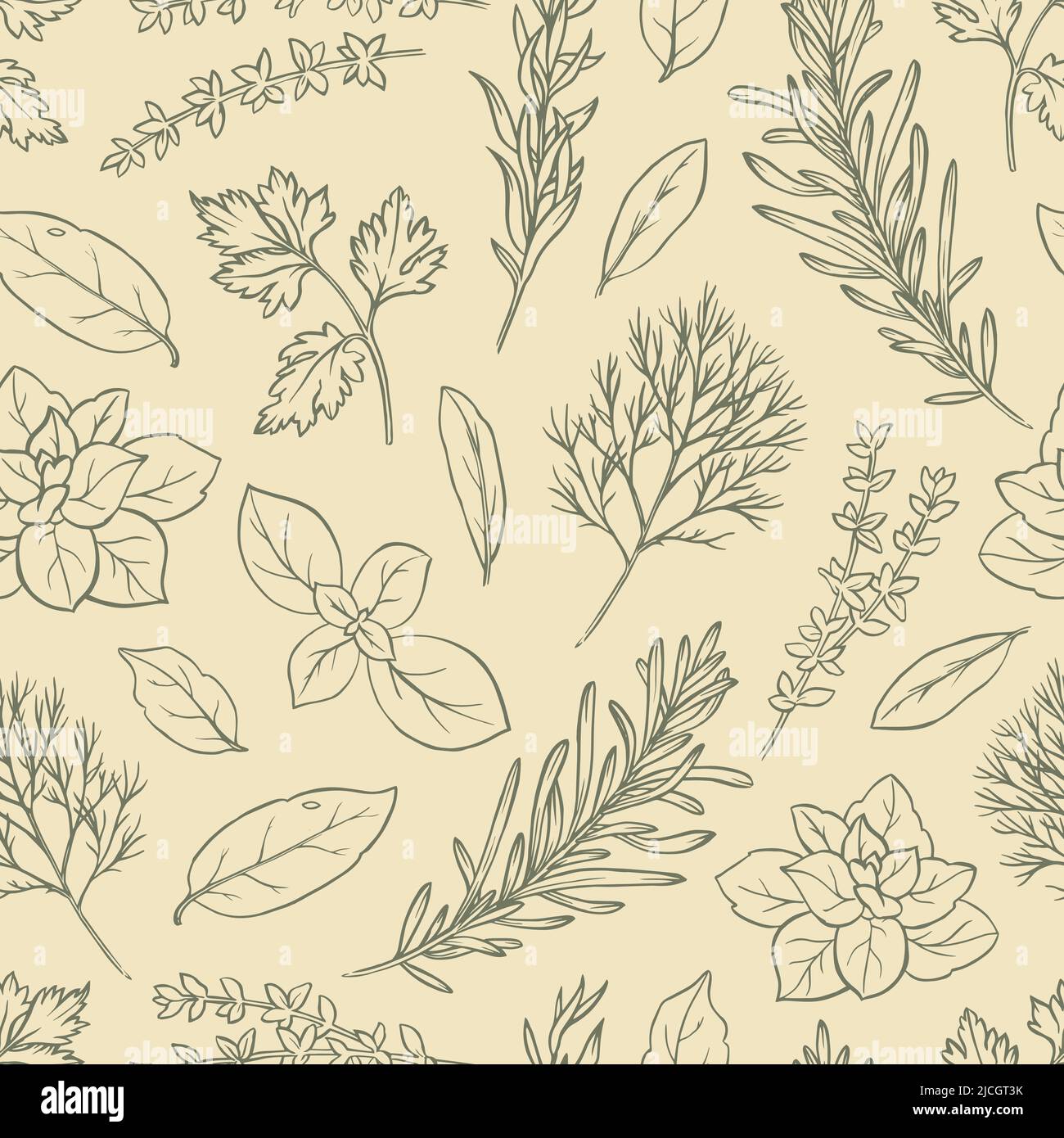 Rosemary aromatic herb seamless Stock Vector Images - Alamy