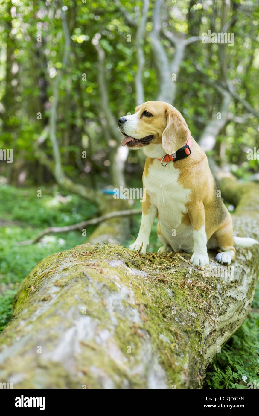A Beagle dog looks thoughtfully into the distance Stock Photo - Alamy
