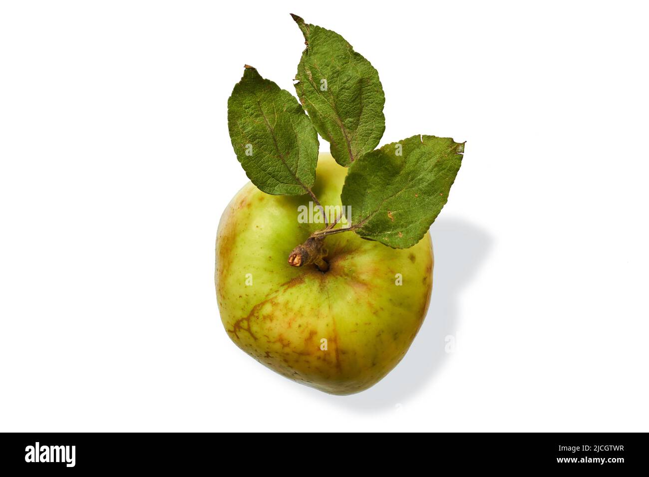 Rotten stem Cut Out Stock Images & Pictures - Alamy