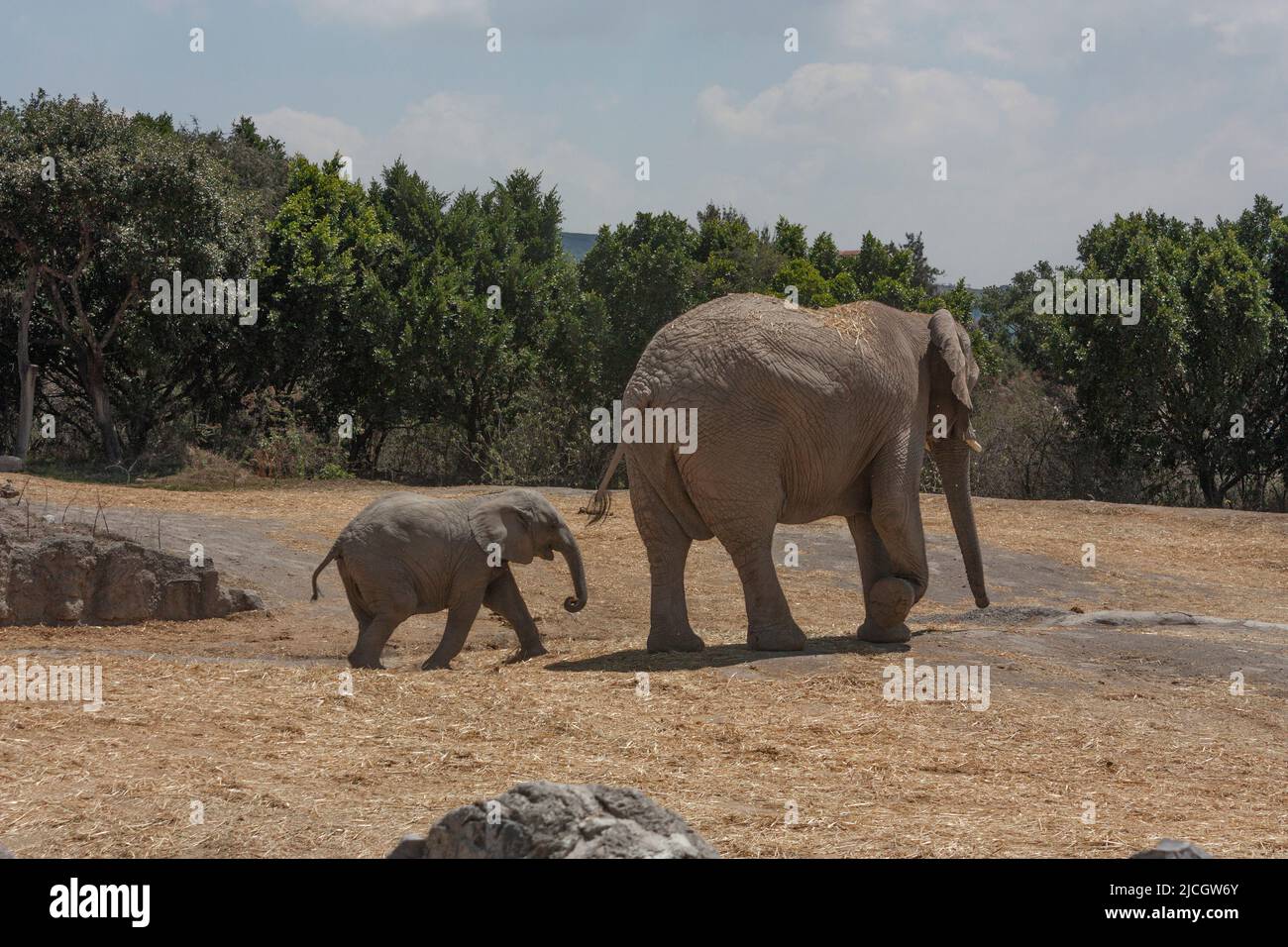 African elephant or African loxodota the baby pachyderm walks after its ...