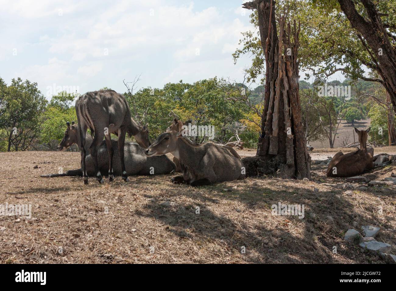 Antilope nilgo or nilgae: scientific name Boselaphus tragocamelus flock ...