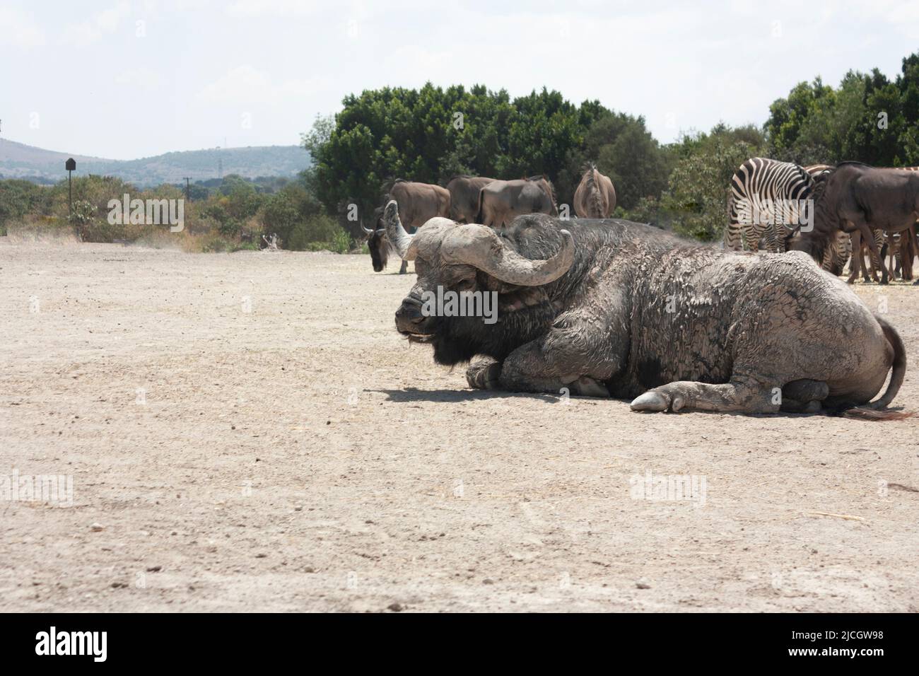 Muscular buffalo hi-res stock photography and images - Alamy