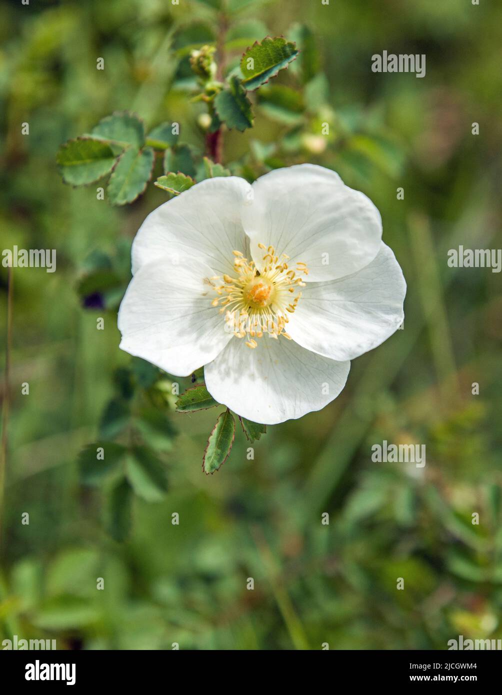 A Dune Rose at Kenfig Nature Reserve in South Wales in June Stock Photo ...