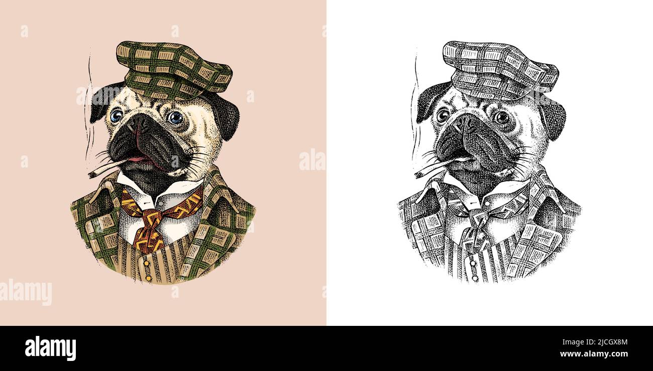 Pug Dog dog smokes a cigar in a tweed suit. Fashion Animal character in ...
