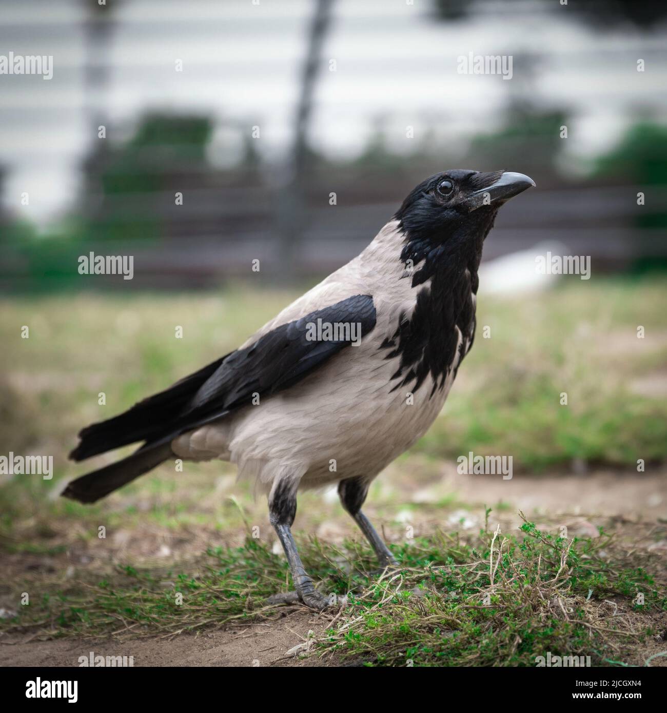 Common black and gray crow close up outdoors Stock Photo - Alamy