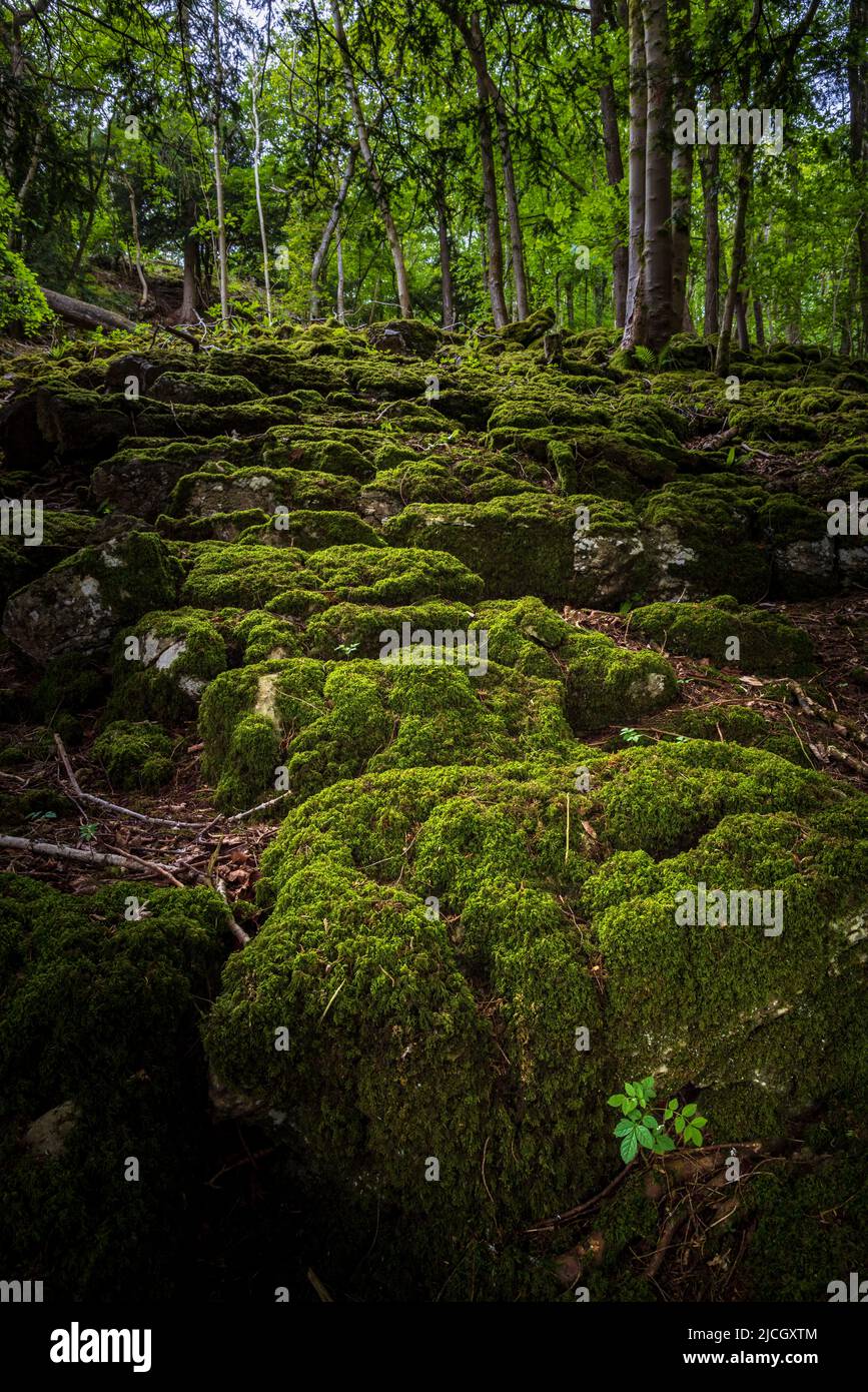 Pavement in forest hi-res stock photography and images - Alamy
