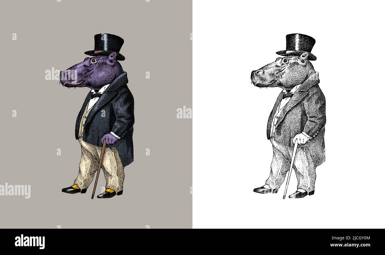 Fashionable hippopotamus. Antique gentleman in a jacket and a top hat ...