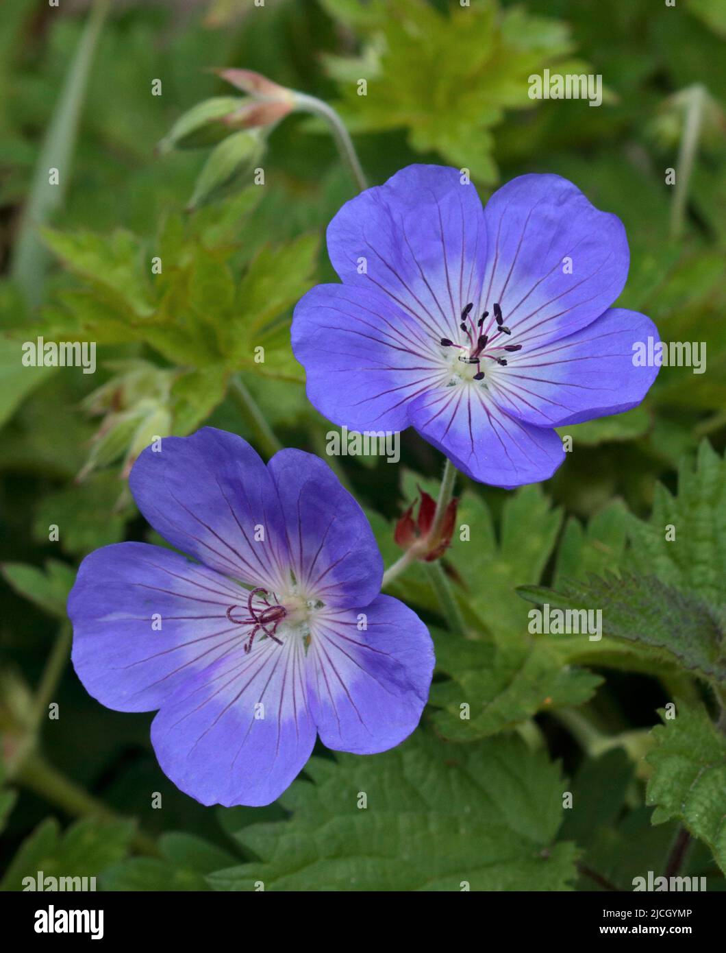 Perennial purple flower hi-res stock photography and images - Alamy
