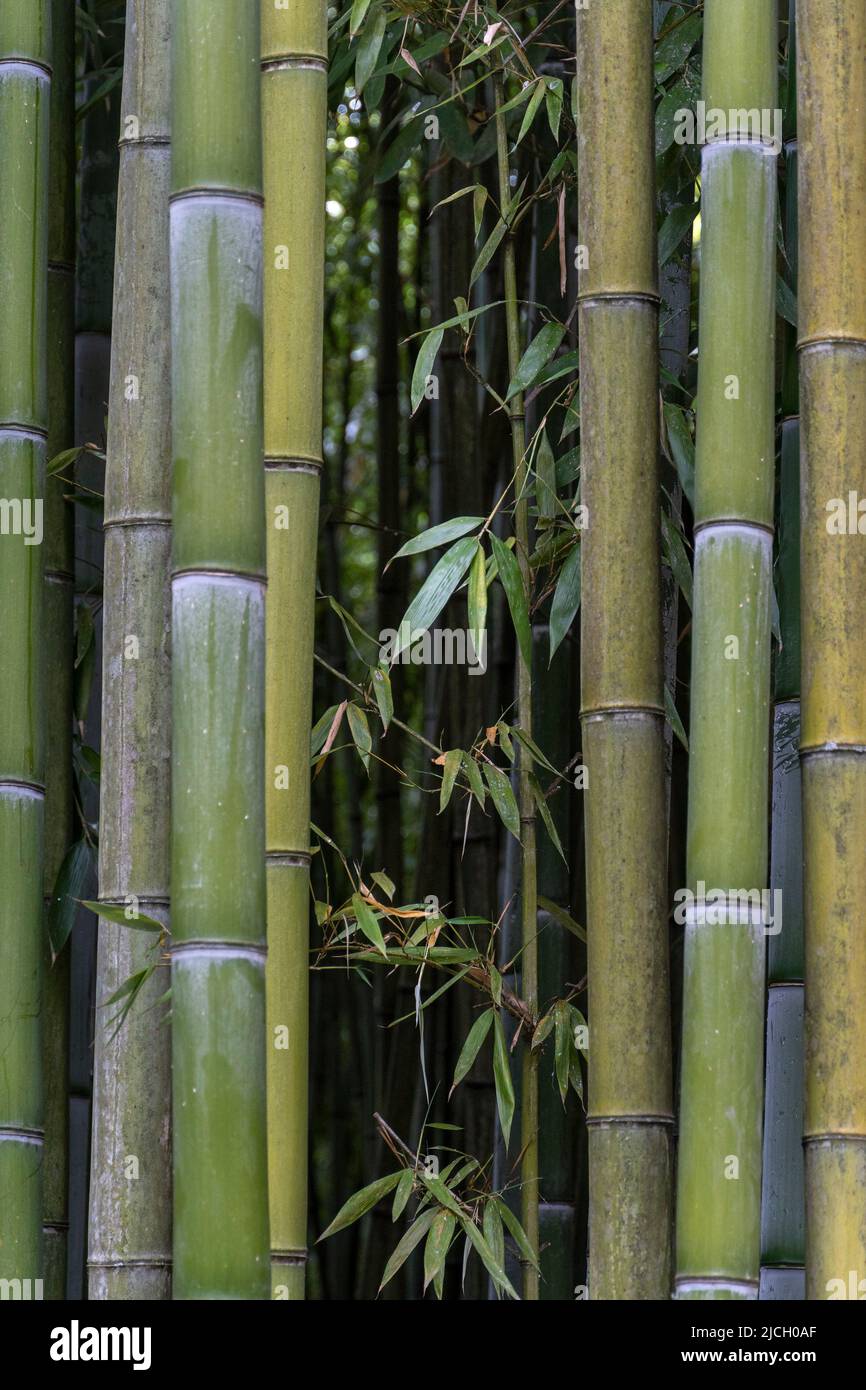 Bamboo plants at the chinese garden hi-res stock photography and images ...