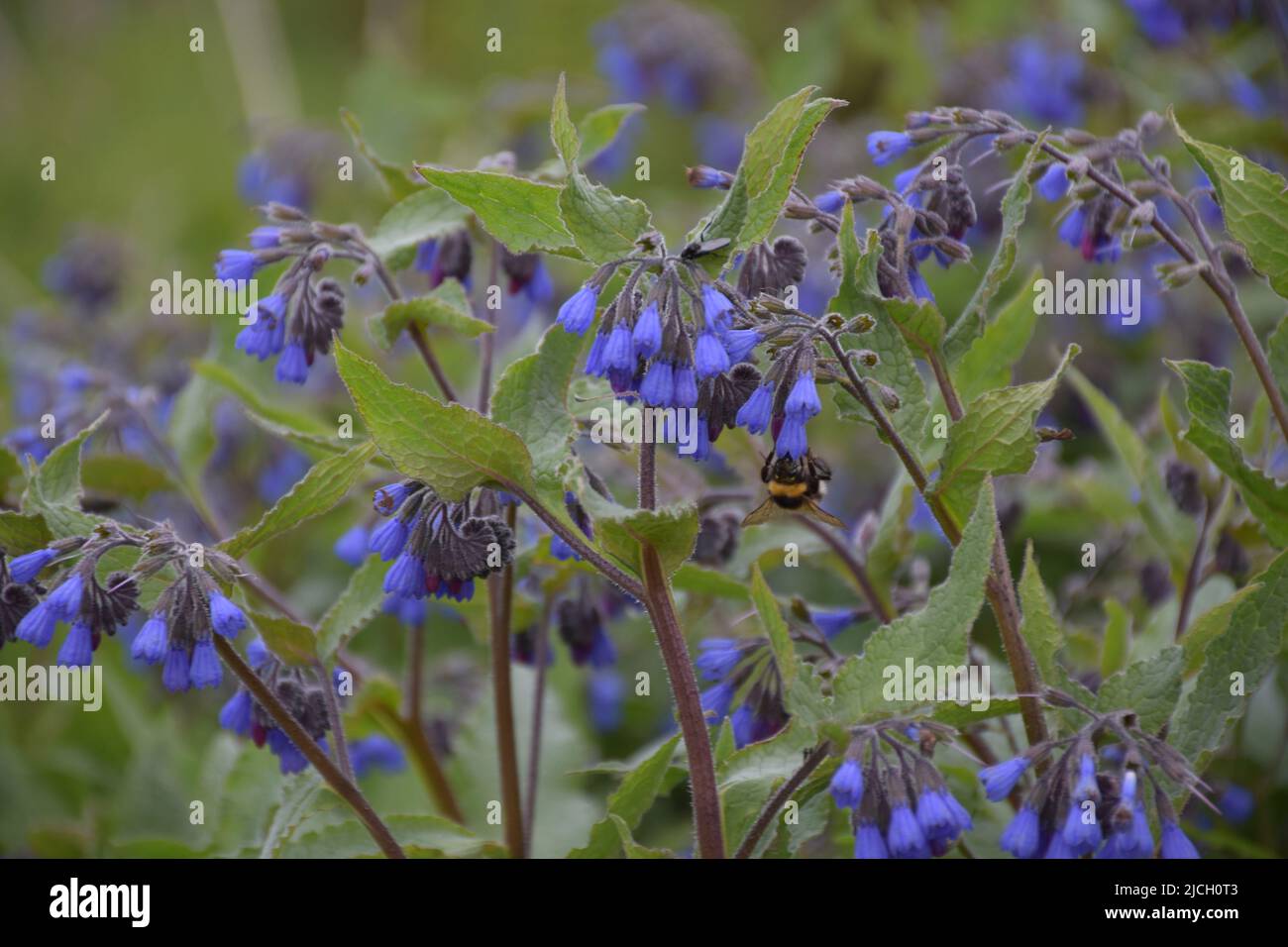 Bumblebee polinating a pretty blue bell shaped flower in the spring ...