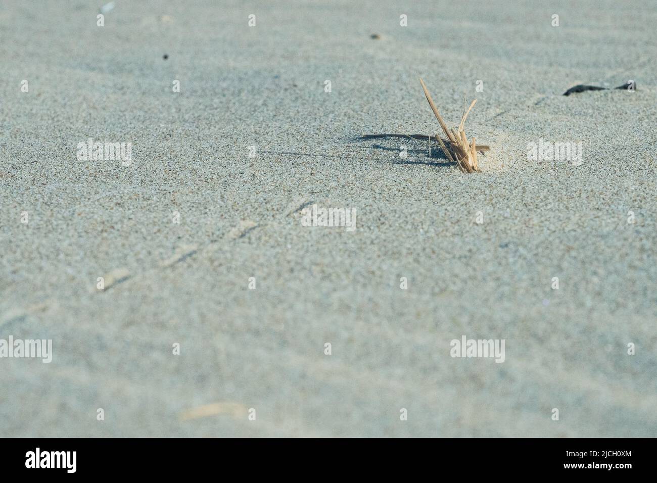 Close up of blurred details on the sandy beach Stock Photo - Alamy
