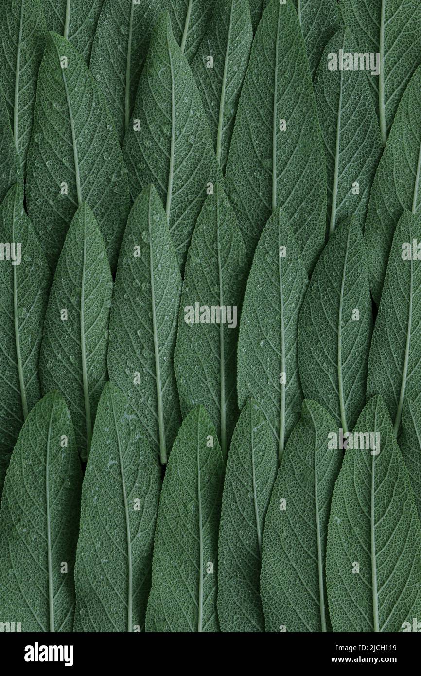 Green sage, sage leaves abstract background with drops of water, fresh ...