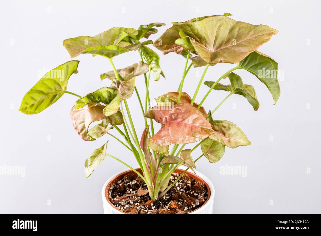Beautiful pink Syngonium houseplant in white pot over grey background ...