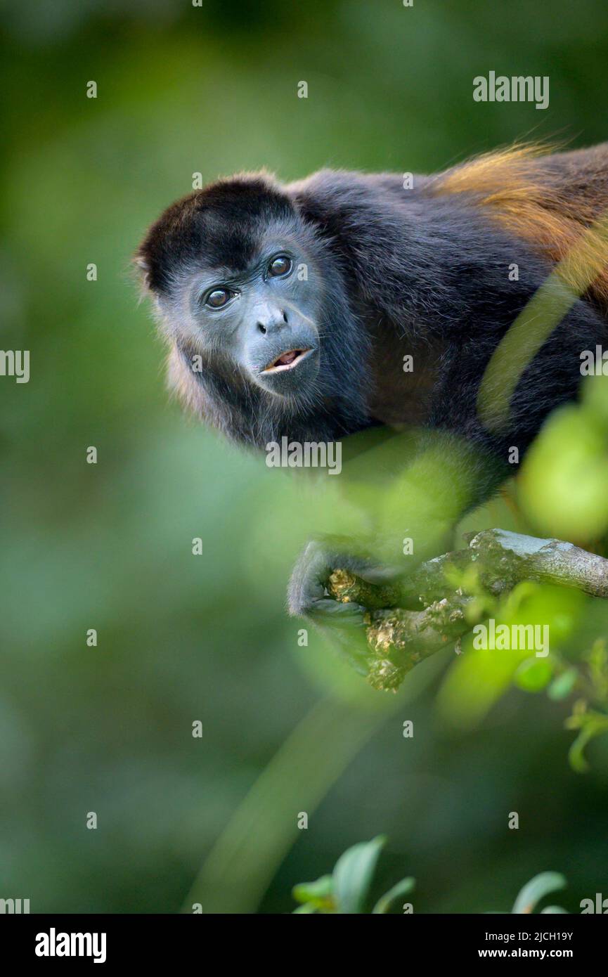 A mantled howler monkey peers out from her perch in a tree along the ...