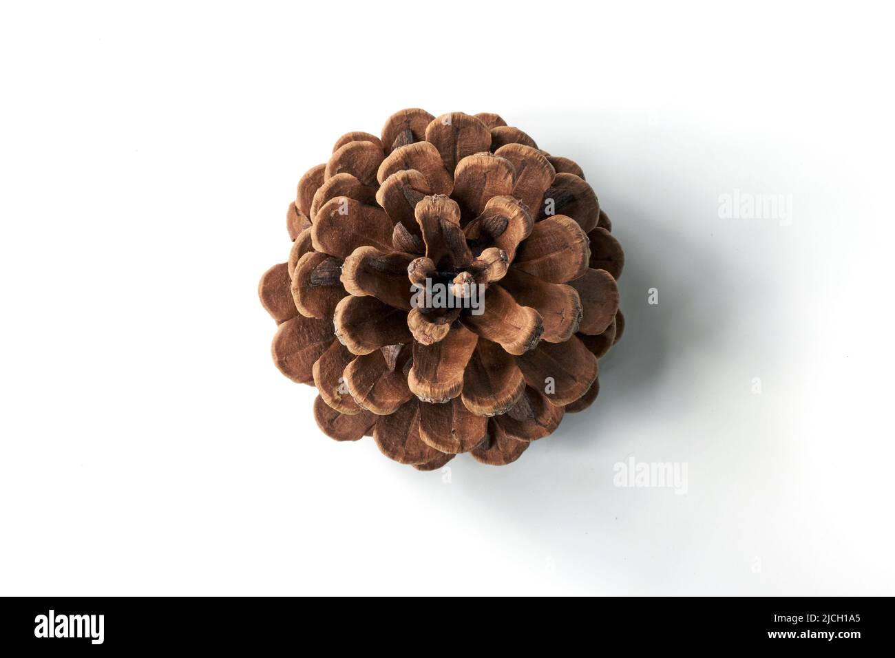 Decorative fir hi-res stock photography and images - Alamy