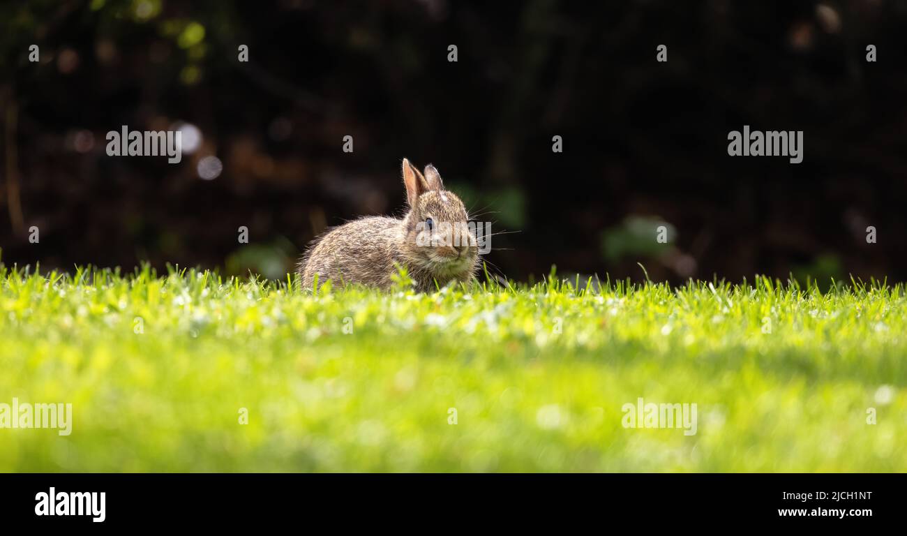 Wild Baby Rabbit sitting and eating on green grass Stock Photo - Alamy