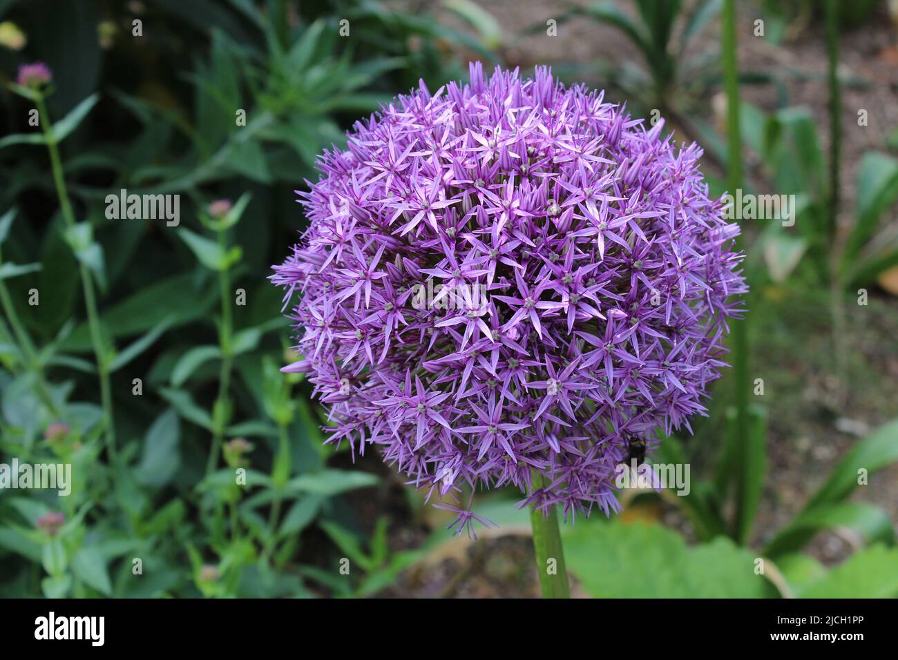 tall purple wildflower: giant purple allium in a park in London Stock ...