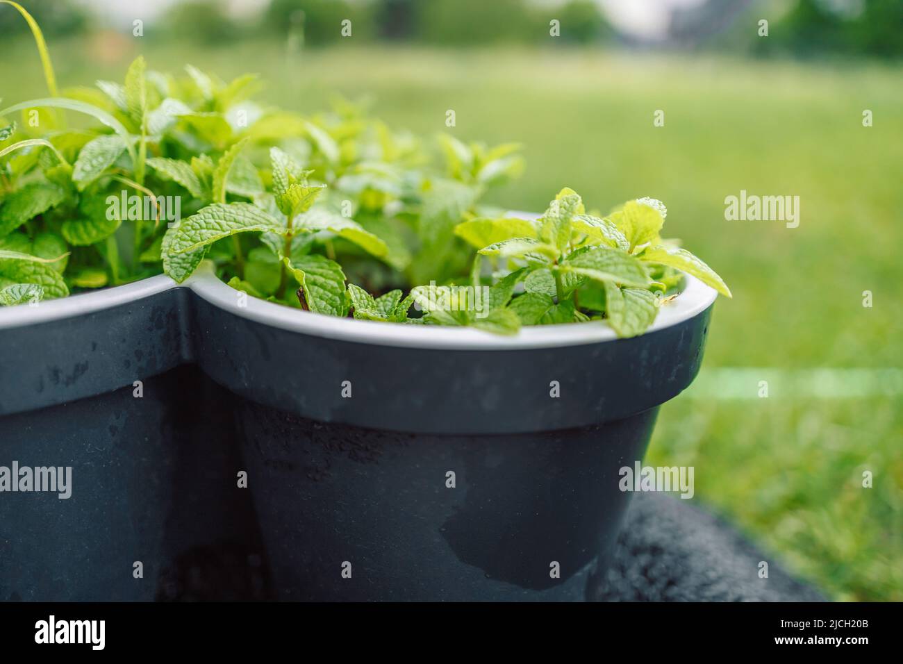 Fresh eco mint in a black pot on a green background in the garden Stock ...