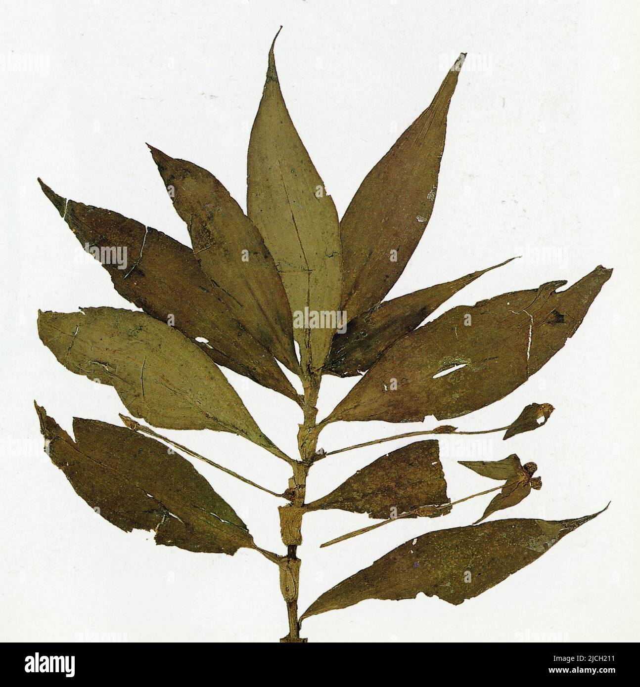 Tradescantia zanonia hi-res stock photography and images - Alamy