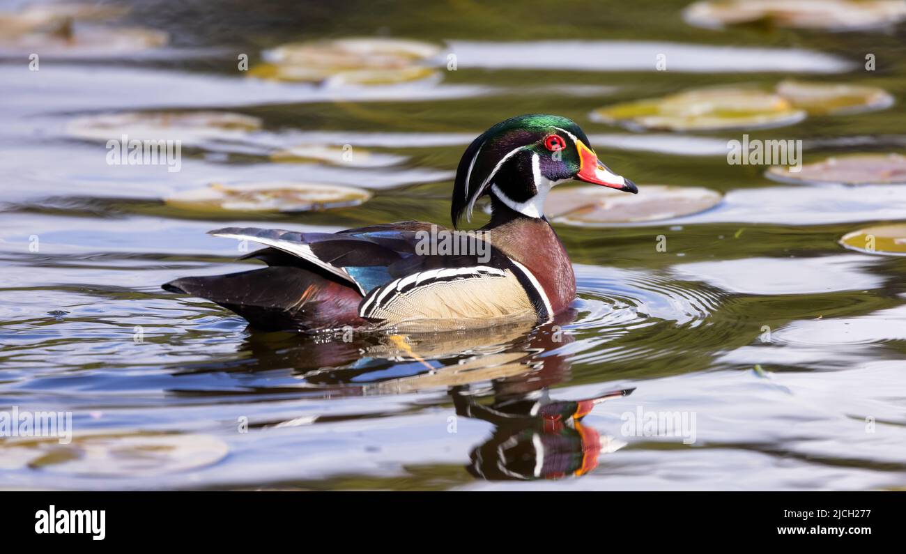 Duck swimming in water. Sunny Day Stock Photo - Alamy