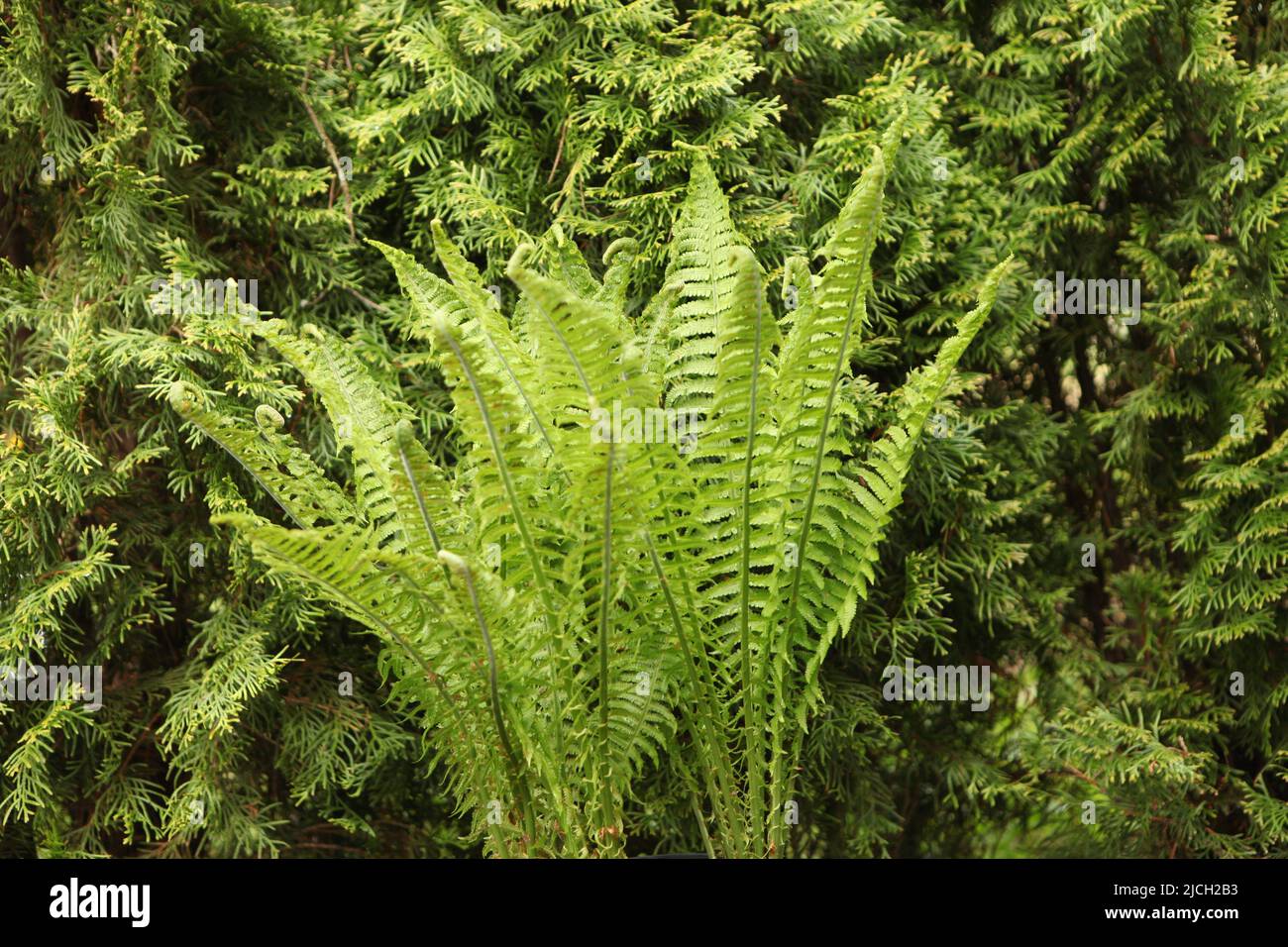 Beautiful fern leaf texture in nature. Natural background Close up ...