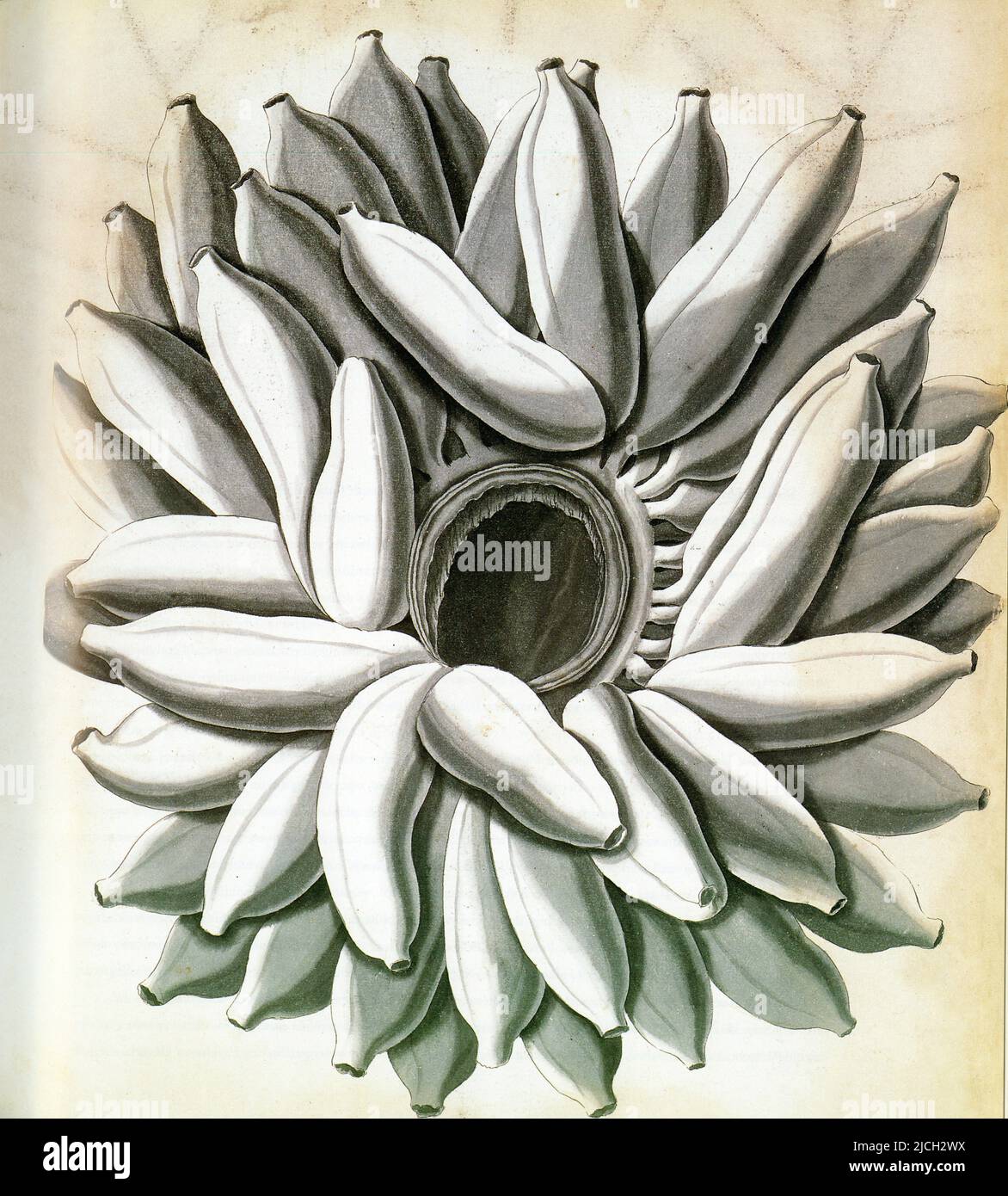 Bananes plantains de Musa x paradisiaca. par PAUL HERMANN Stock Photo ...