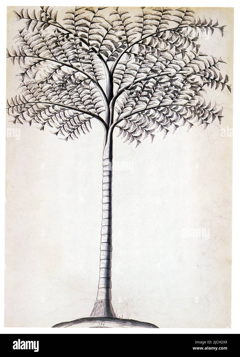 Caryota urens. Le palmier à toddy. Kitool. Kitul Stock Photo - Alamy