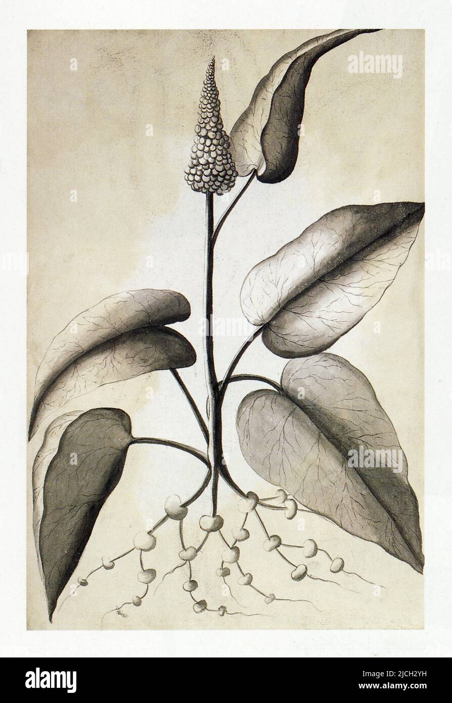 Plante dessinée par PAUL HERMANN Stock Photo - Alamy