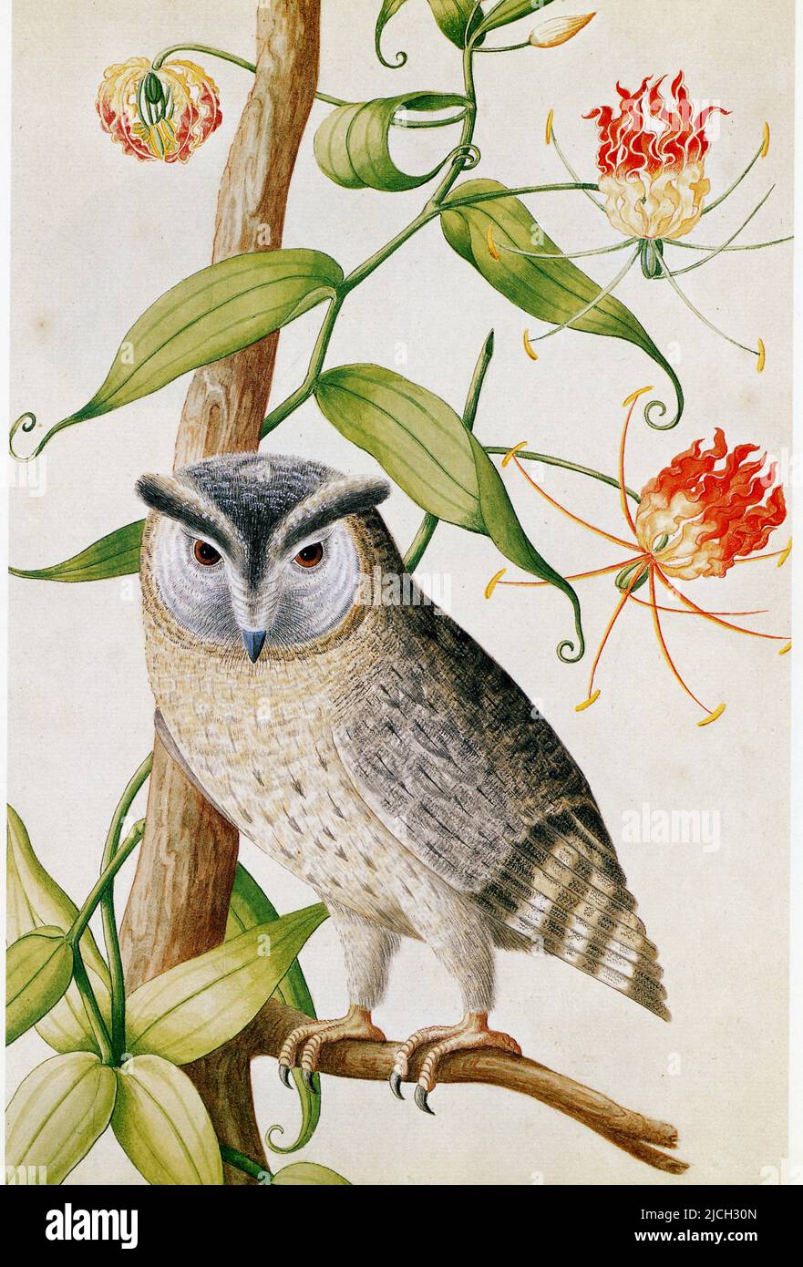 Petite chouette hi-res stock photography and images - Alamy