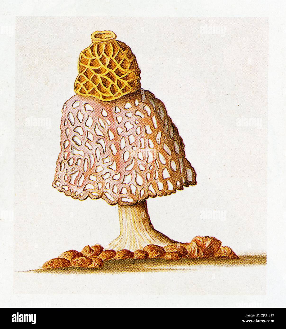 Phallus indusiatus, champignon de la région tropicale orientale Stock ...