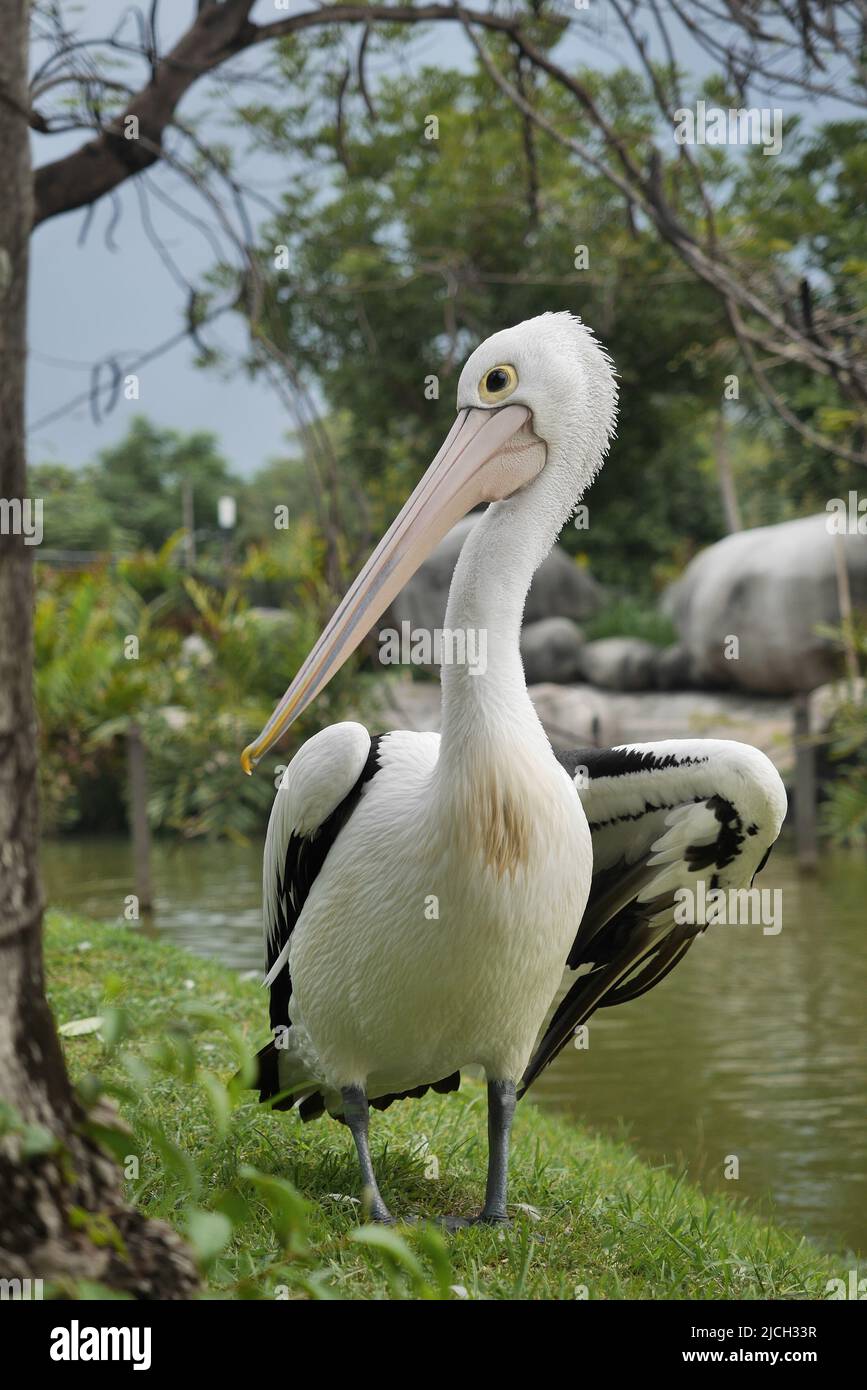 Longbeakbird hi-res stock photography and images - Alamy