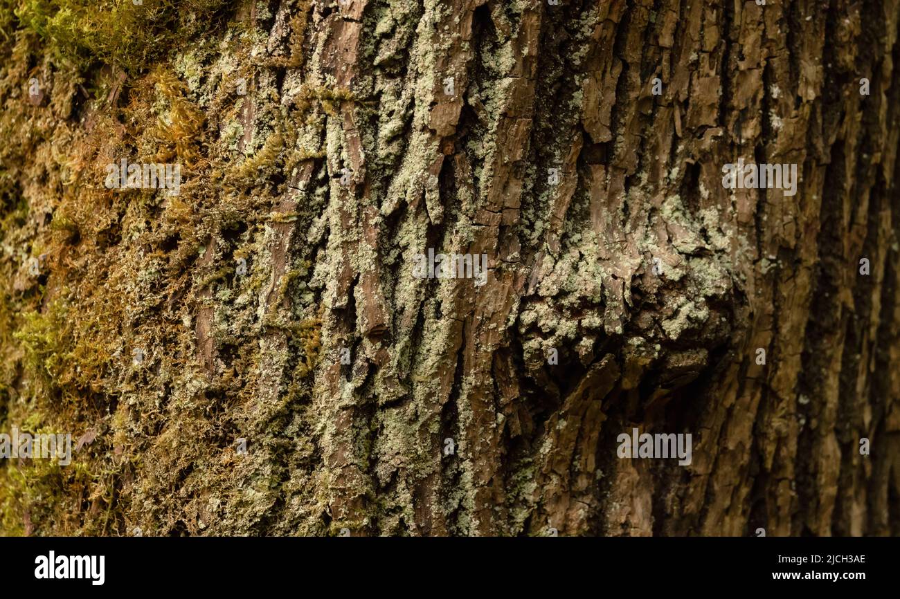 Tree Bark with moss. Close up background Stock Photo - Alamy