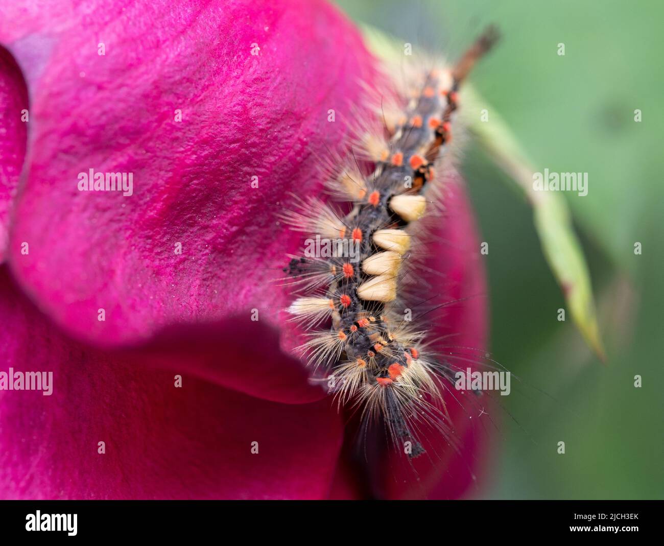 Black moth with red spots hi-res stock photography and images - Alamy