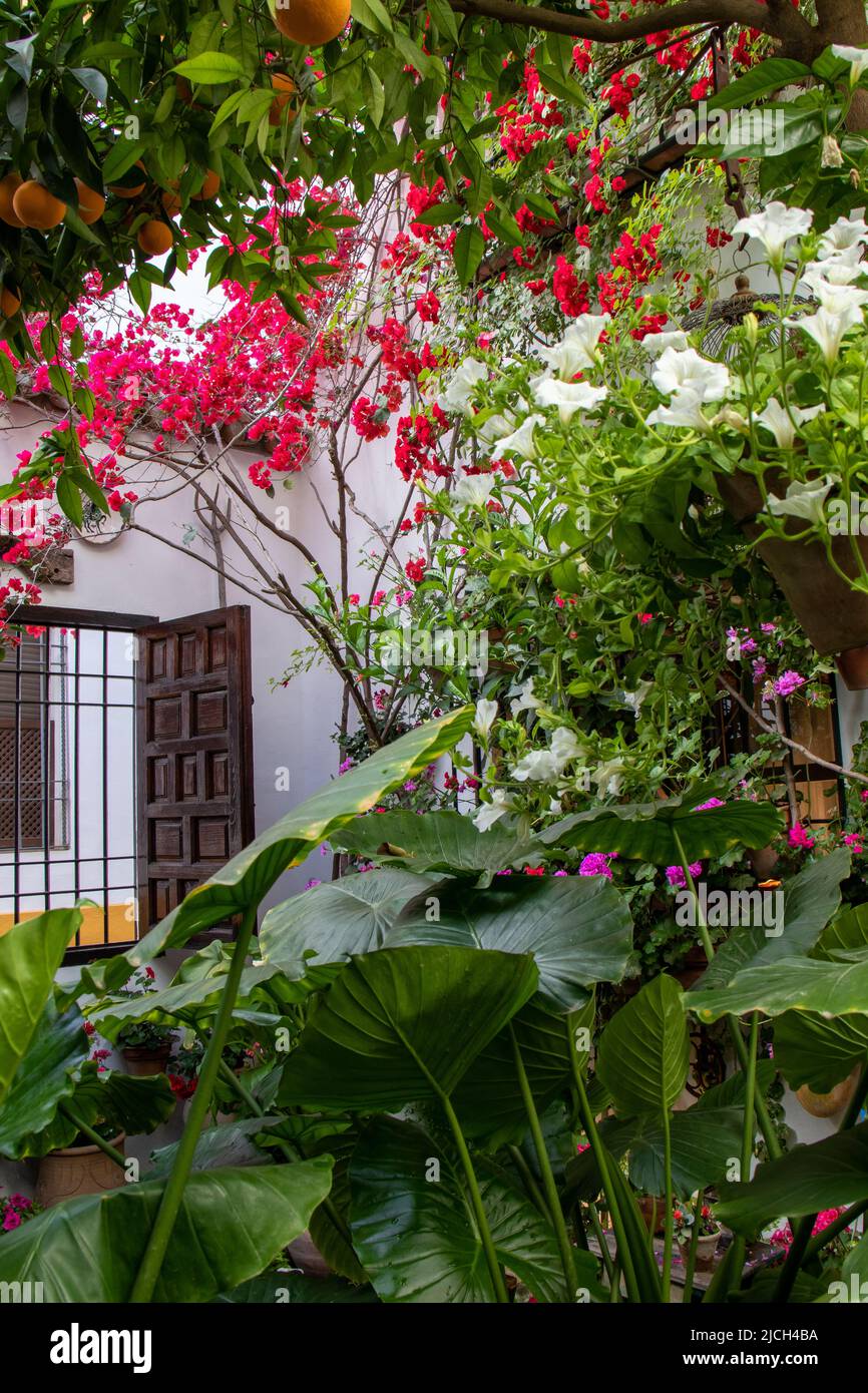 Flores en macetas hi-res stock photography and images - Alamy