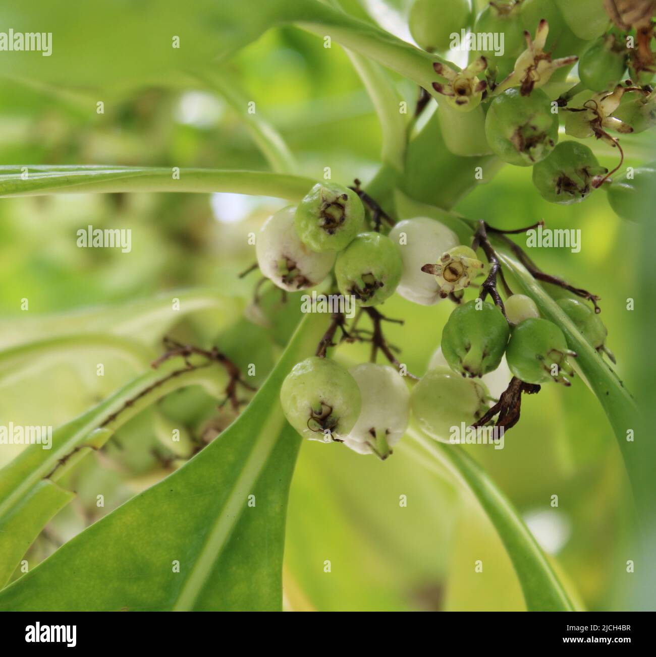 Unique green hi-res stock photography and images - Alamy