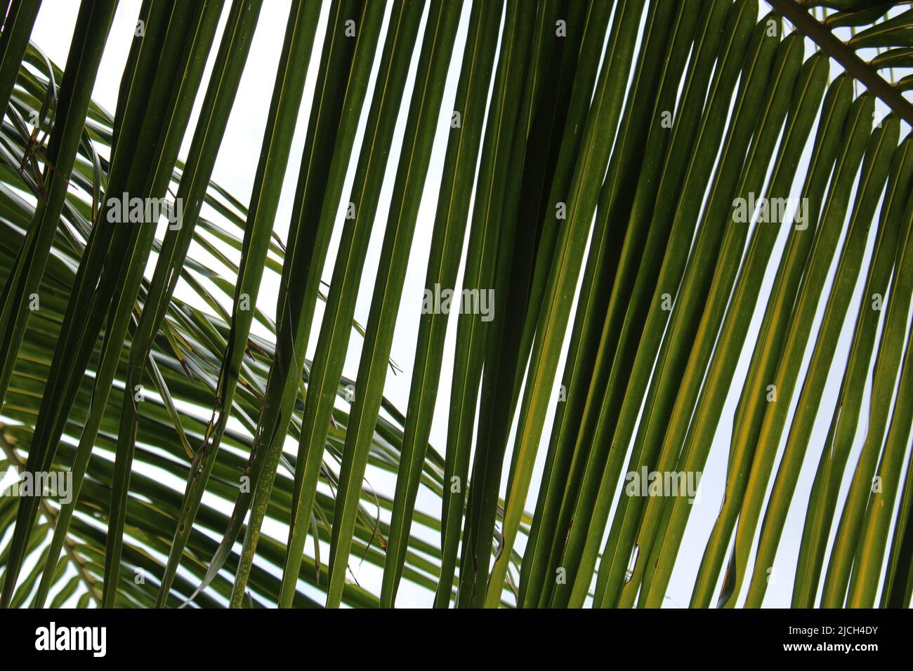Palm tree shade Stock Photo - Alamy